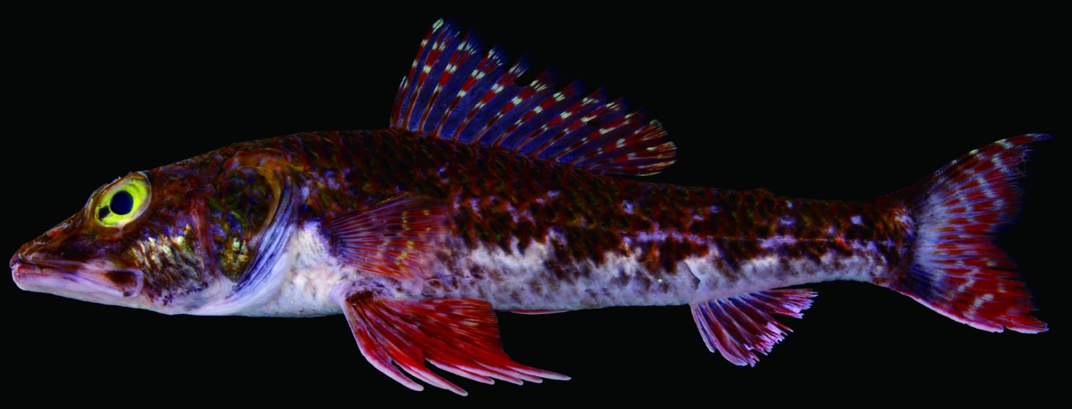 鹿児島県から得られたヒメ科エソダマシ Aulopus damasi の記録 – Nature of Kagoshima – ONLINE