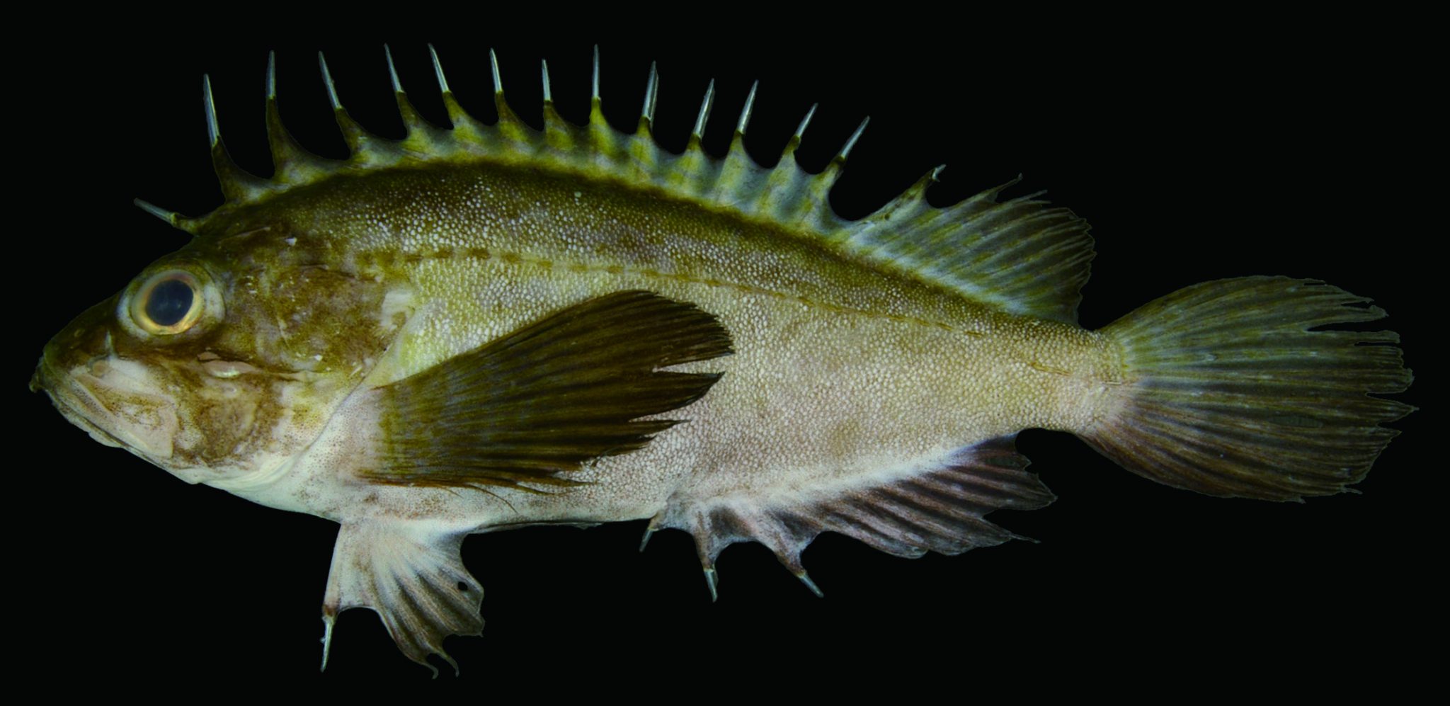 鹿児島県初記録のナガハチオコゼ Neocentropogon aeglefinus japonicus と標本に基づく鹿児島県産ハオコゼ科魚類 ...