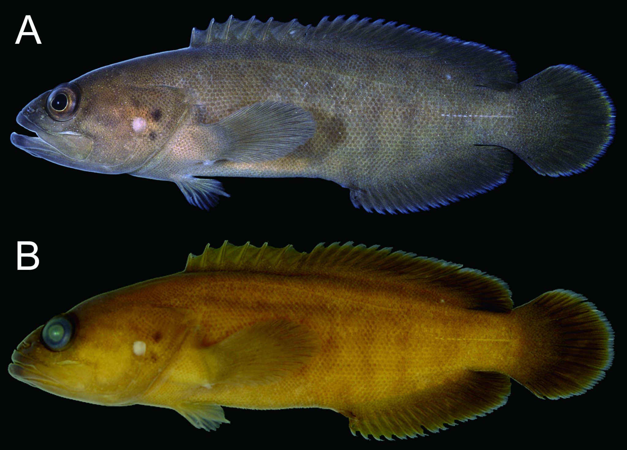 屋久島から得られたハタ科魚類ヤマトトゲメギスAporops bilinearisの分類学的再検討 – Nature of Kagoshima ...