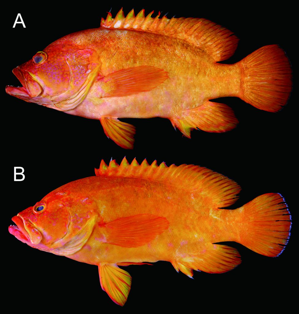 種子島とトカラ列島から得られたハナハタCephalopholis aurantiaの北限記録 – Nature of Kagoshima ...