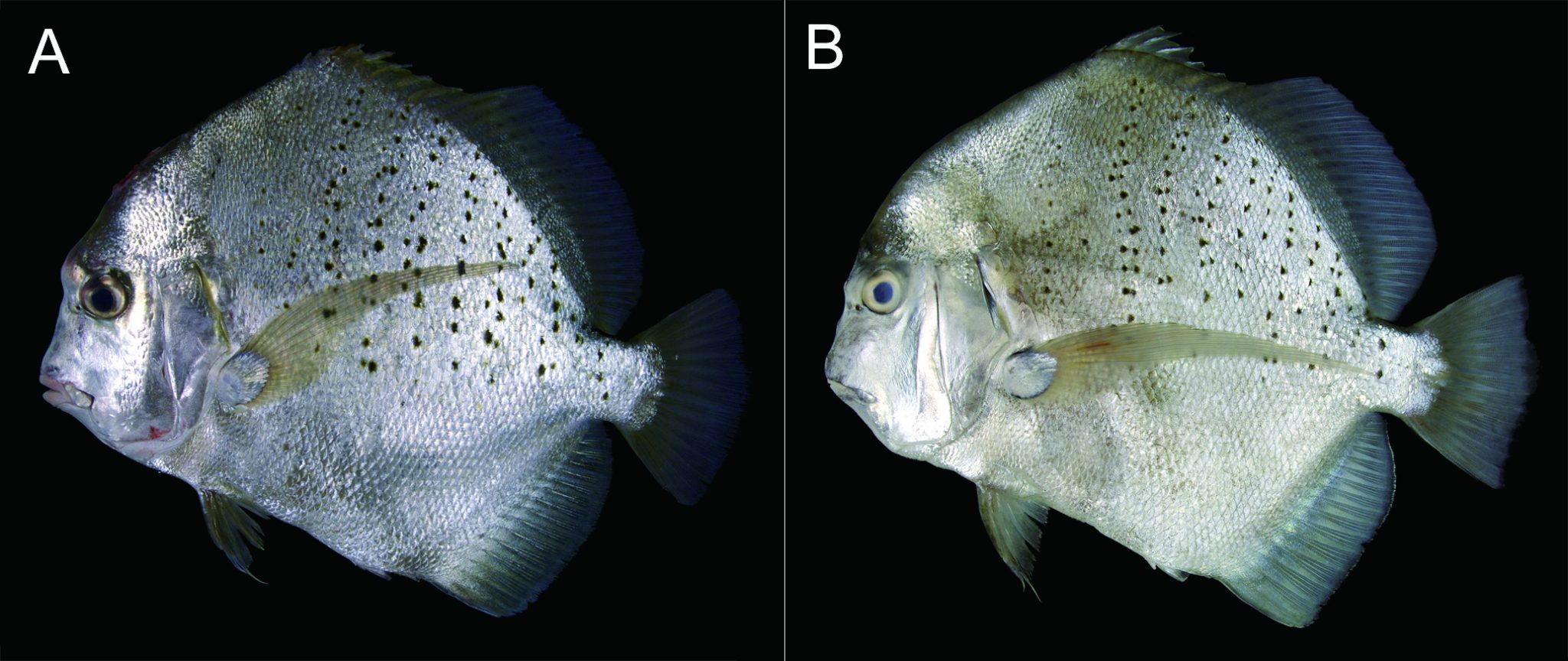 スダレダイ科ユウダチスダレダイDrepane punctataの日本からの確かな記録 – Nature of Kagoshima – ONLINE