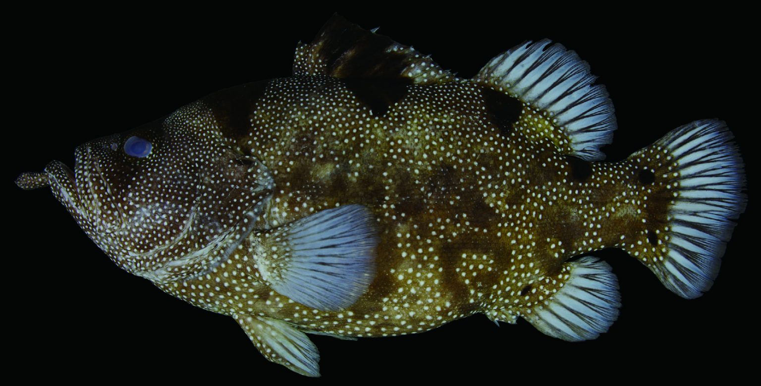 皮膚毒を有するハタ科魚類：アゴハタPogonoperca punctataの種子島からの記録 – Nature of Kagoshima ...