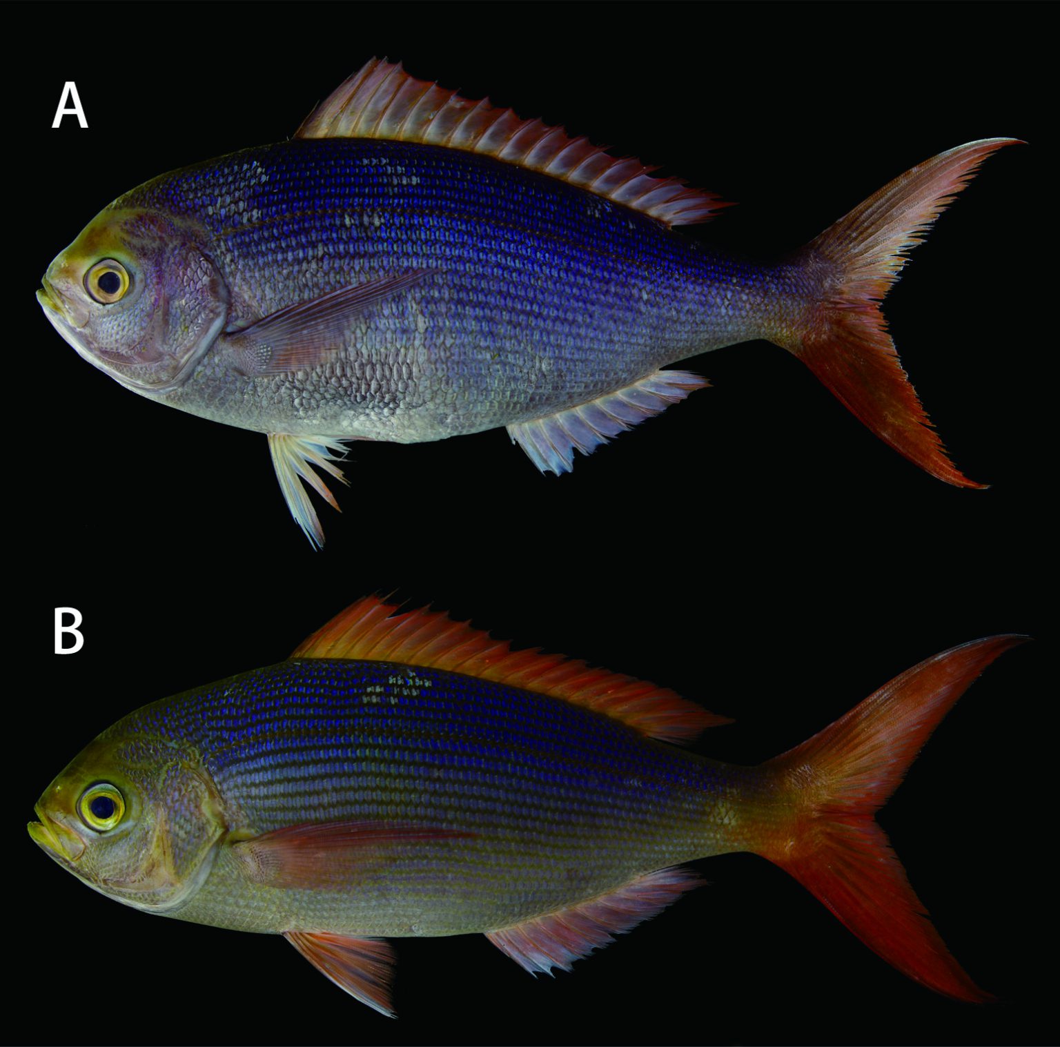 フエダイ科ヨゴレアオダイParacaesio sordidaの種子島と奄美大島からの記録 – Nature of Kagoshima – ONLINE