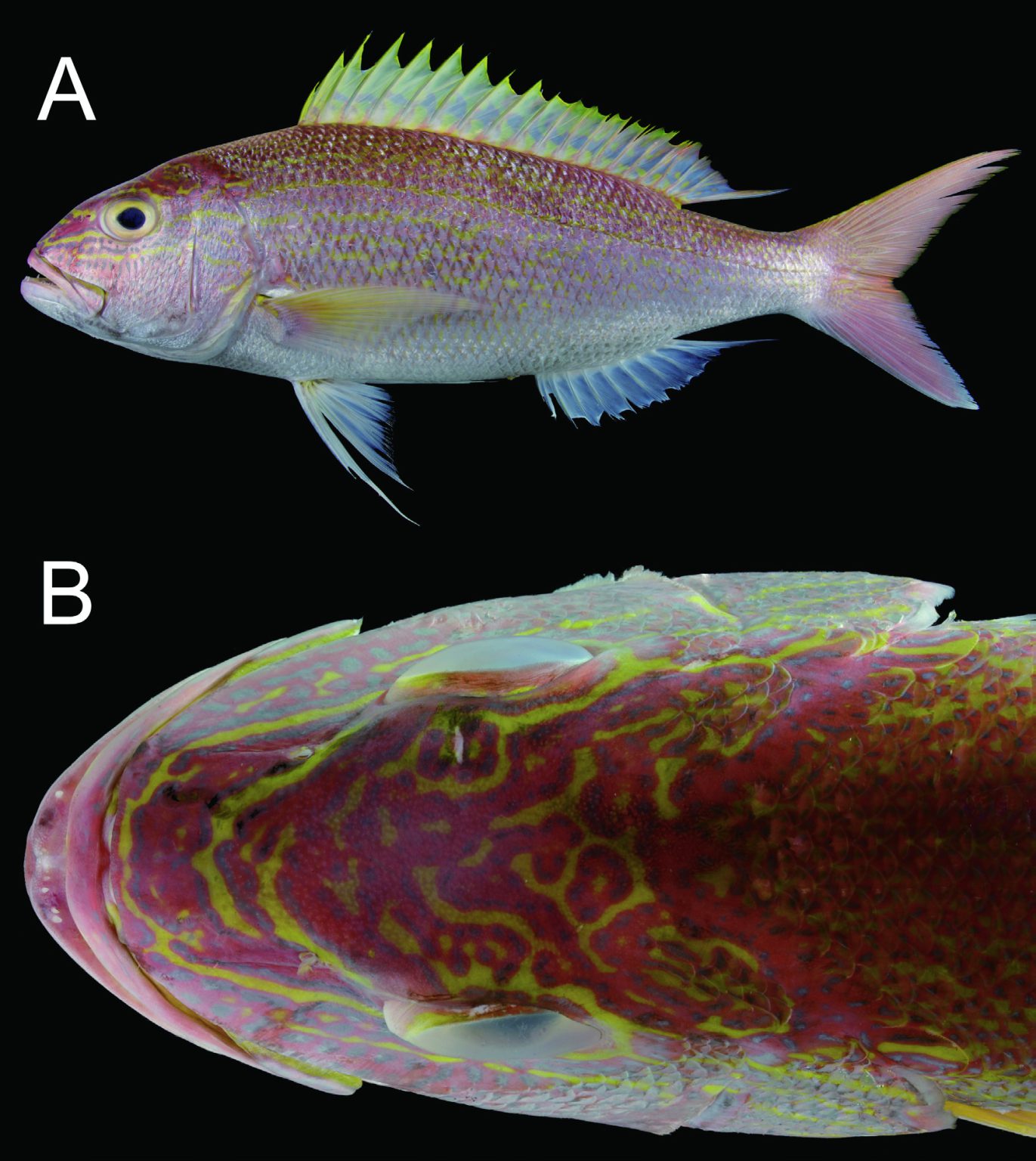 種子島から得られたナガサキフエダイPristipomoides multidens – Nature of Kagoshima – ONLINE