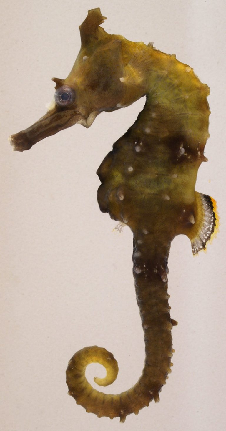 Seahorses of the genus Hippocampus (Syngnathidae) from Kagoshima ...