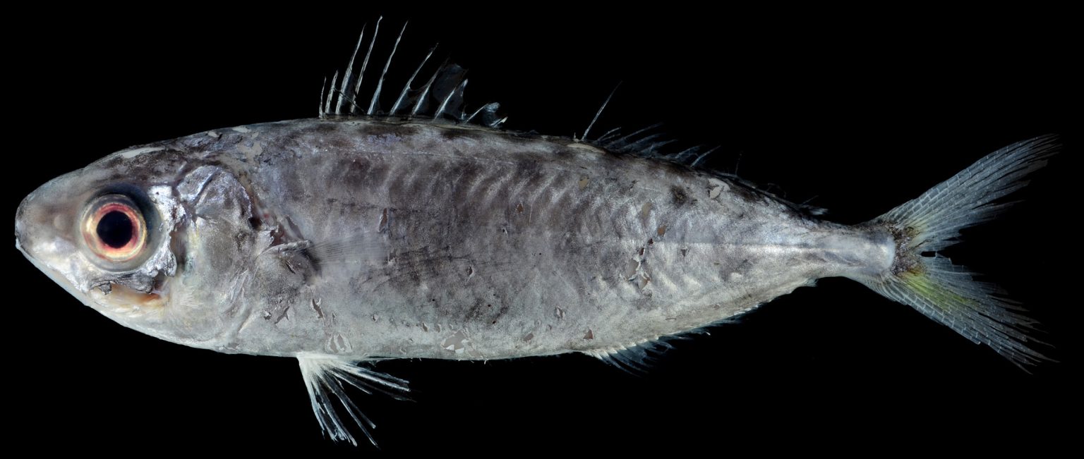 鹿児島湾から得られたオオメメダイ科魚類ミナミメダイ – Nature of Kagoshima – ONLINE