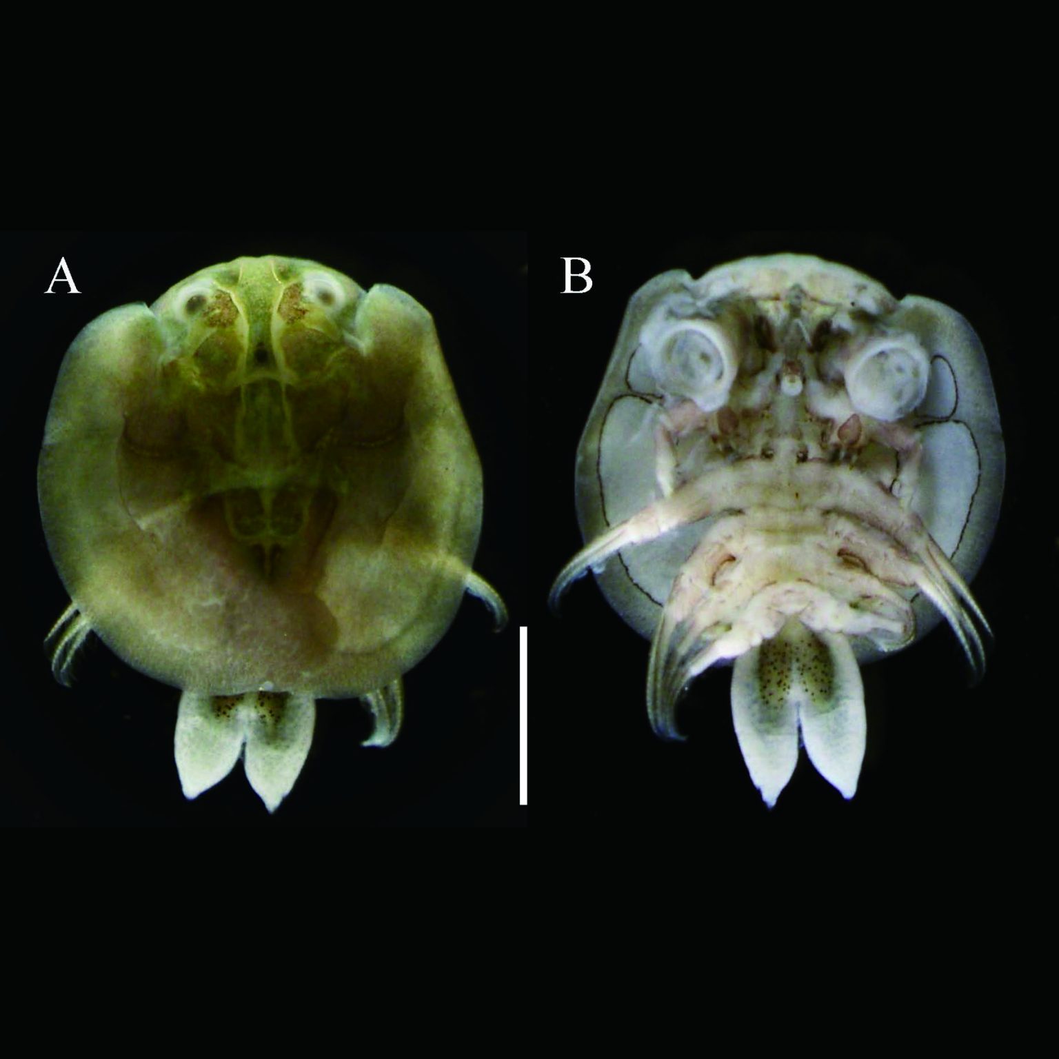 First record of Argulus coregoni (Branchiura: Argulidae), a skin ...