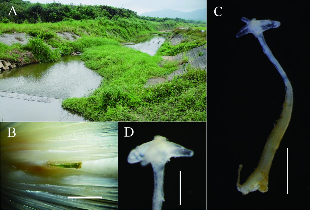 Lernaea cyprinacea (Copepoda: Lernaeidae) infecting a rock flagtail ...