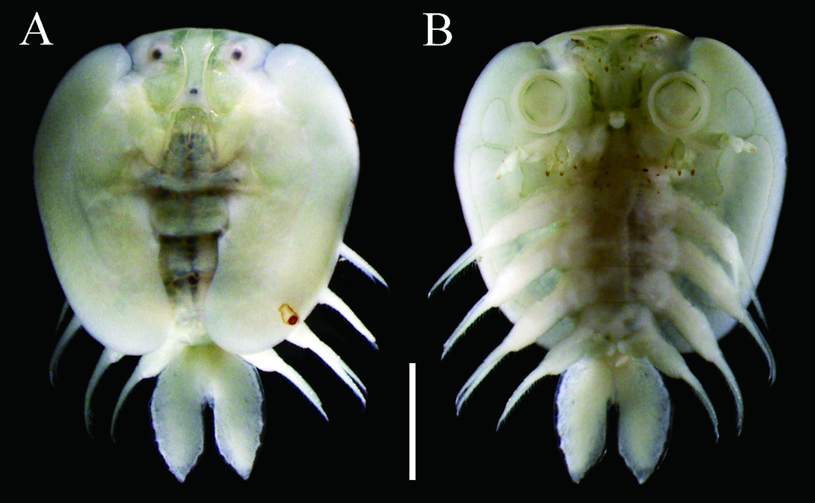 岐阜県長良川産アユにおけるチョウモドキの寄生 – Nature of Kagoshima – ONLINE