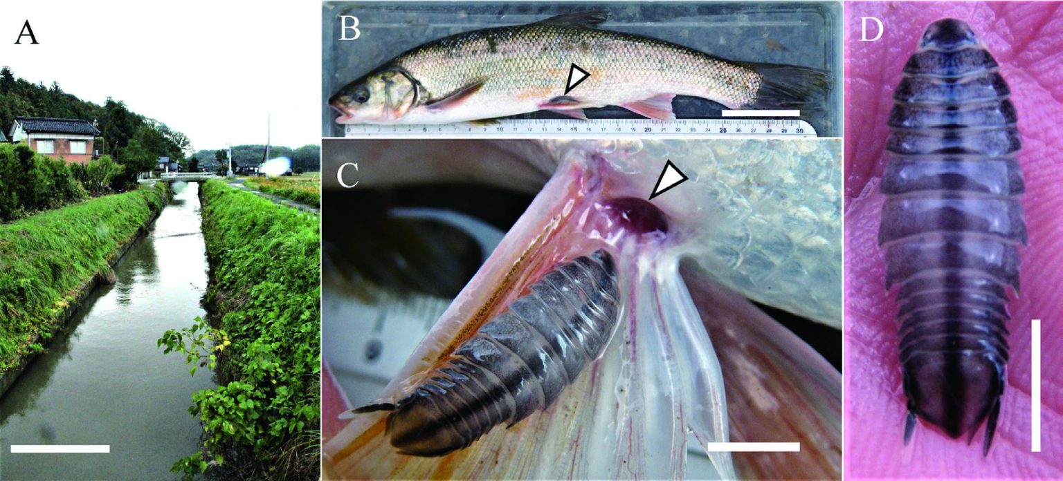 The marine fish parasite Nerocila japonica (Isopoda: Cymothoidae) from ...