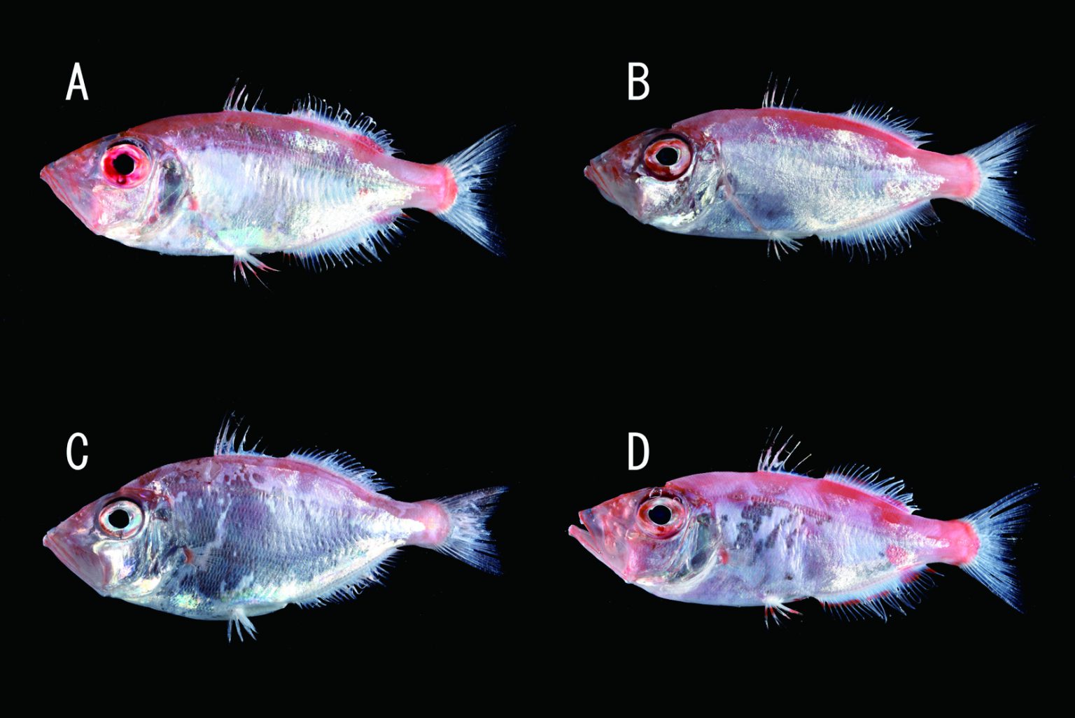 遠州灘から得られたベニマトウダイの記録と本種の成長変化に関する新知見 – Nature of Kagoshima – ONLINE