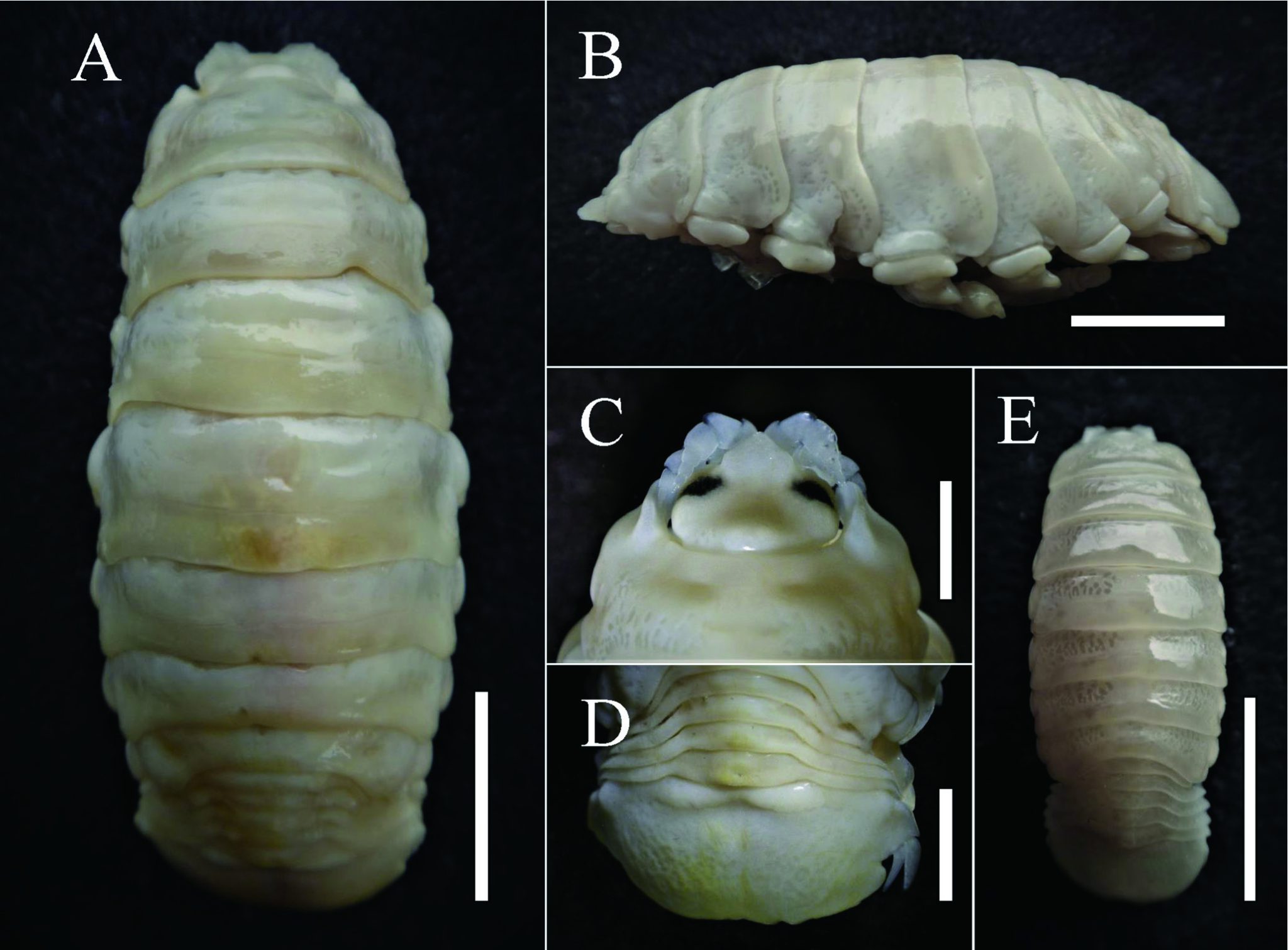 茨城県鹿島灘産アカムツに寄生していたソコウオノエCeratothoa oxyrrhynchaena（等脚目ウオノエ科） – Nature of ...