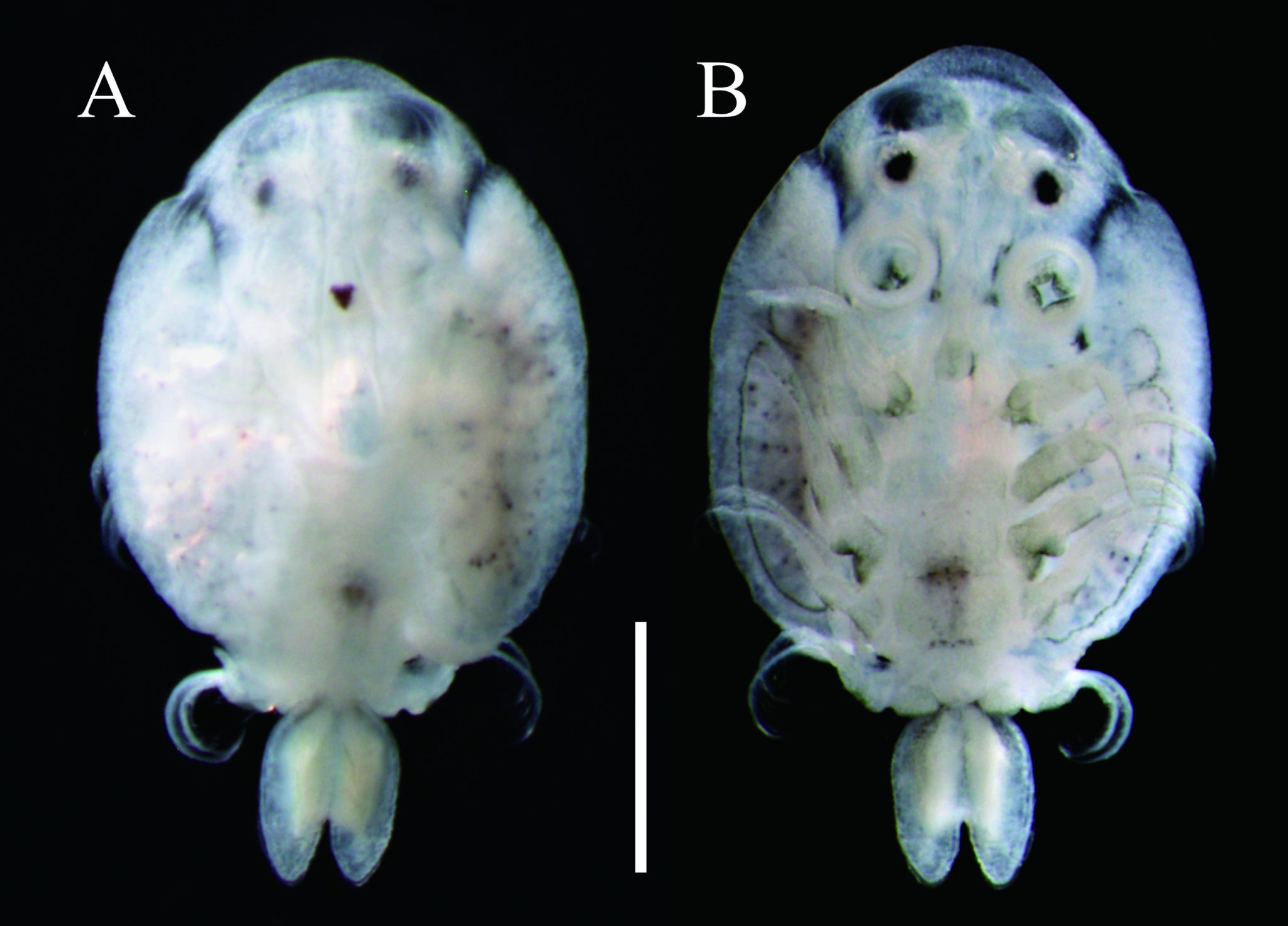 The three-lips, Opsariichthys uncirostris uncirostris (Cyprinidae), a ...