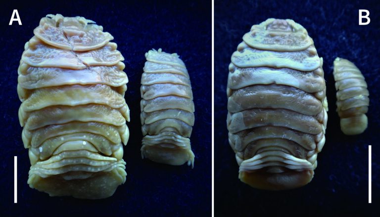 Observations on Ceratothoa verrucosa (Isopoda: Cymothoidae) parasitic ...