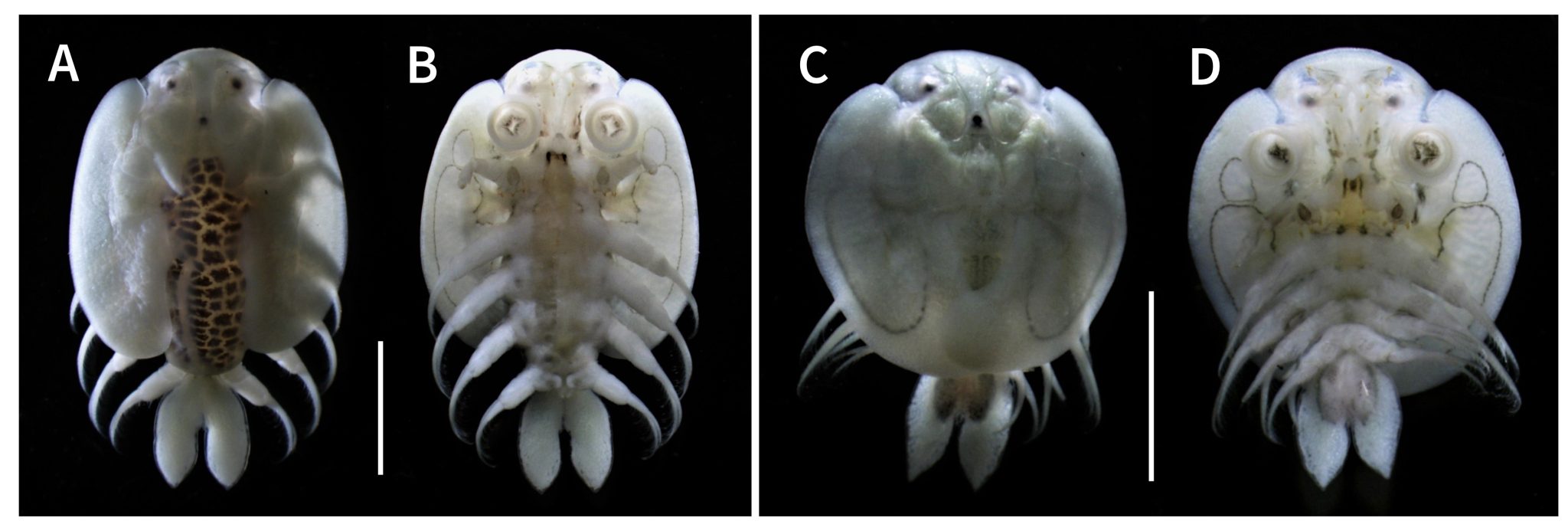愛知県豊川産アユにおけるチョウモドキの寄生 – Nature of Kagoshima – ONLINE