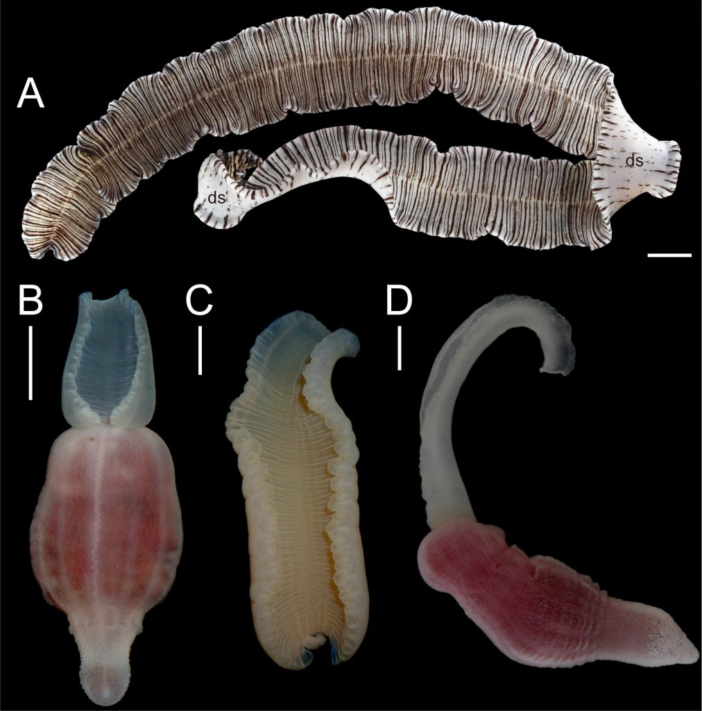 標本に基づくサナダユムシとタテジマユムシ（環形動物門：ユムシ類）の鹿児島湾からの記録，および鹿児島県本土におけるユムシ類の記録の整理 ...