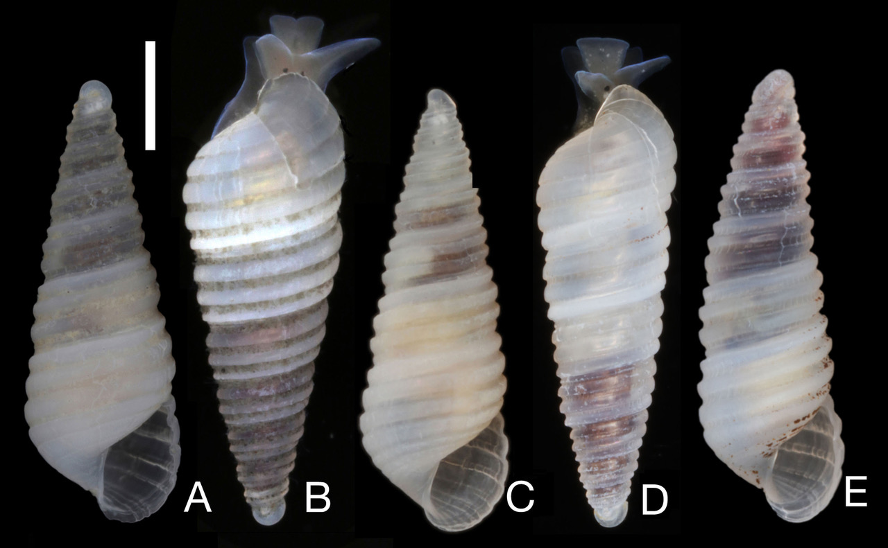 トウガタガイ科Cingulina属貝類2種の記録– ヒロヨコイトカケギリとヨコイトカケギリ– – Nature of Kagoshima – ONLINE