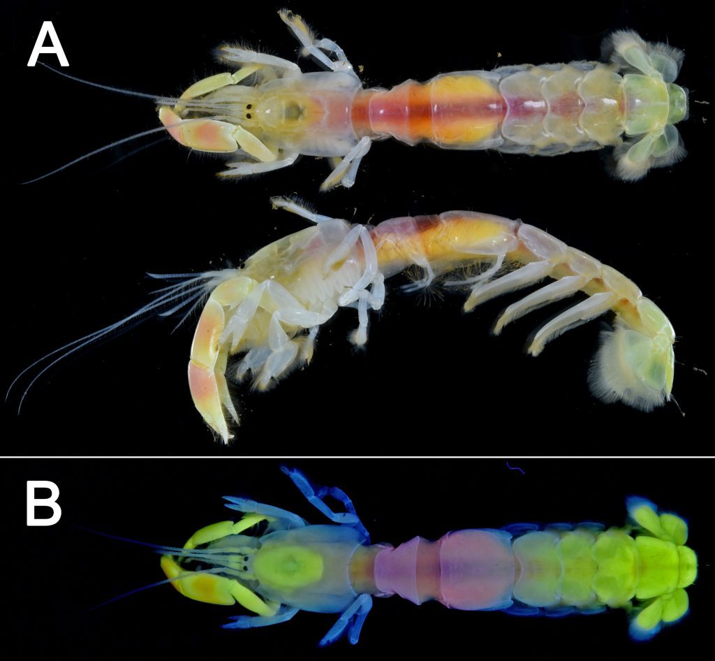 鹿児島県長島で得られたハルマンスナモグリとブビエスナモグリおよび両種の蛍光 – Nature of Kagoshima – ONLINE