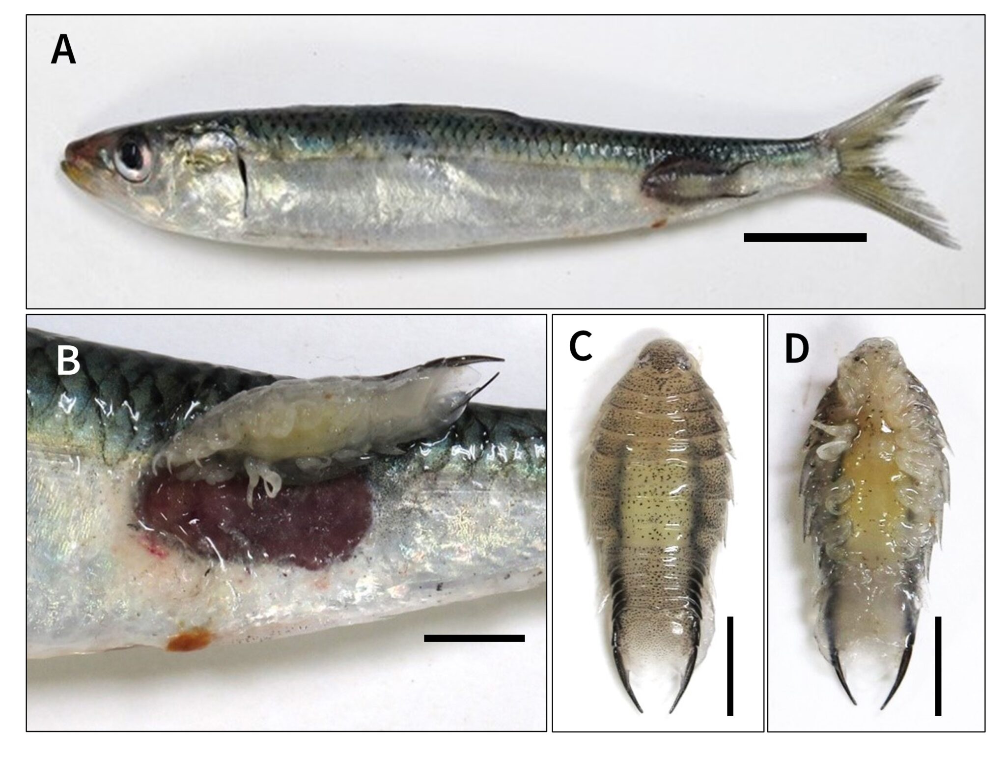 Further record of the marine fish ectoparasite Nerocila phaiopleura ...