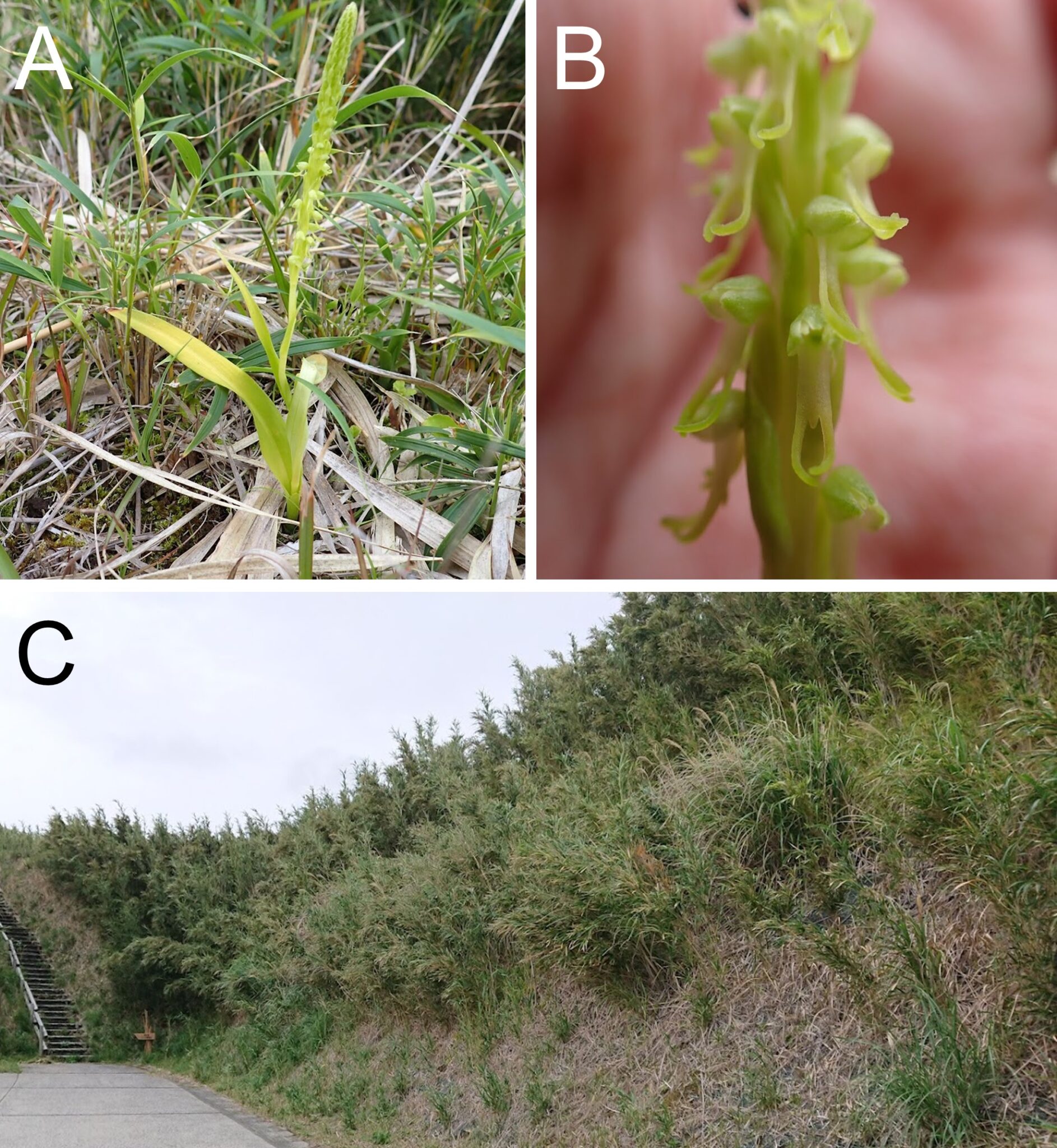 写真に基づくトカラ列島口之島におけるムカゴソウの初記録 – Nature of Kagoshima – ONLINE