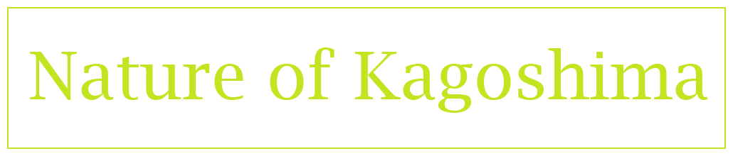 Sakhalin redfin Pseudaspius sachalinensis (Cypriniformes: Leuciscidae ...